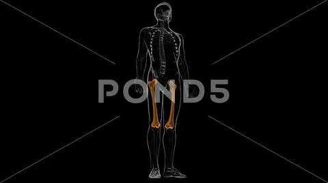 Human skeleton anatomy Femur Bone 3D Rendering: Graphic #151637373