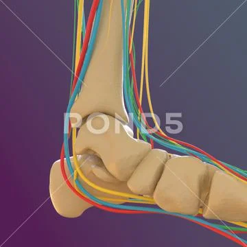 Human skeleton anatomy Femur Bone 3D Rendering ~ Clip Art #153401787