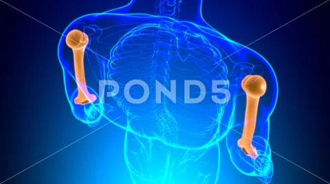 Human skeleton anatomy Humerus Bone 3D Rendering Illustration #141016556