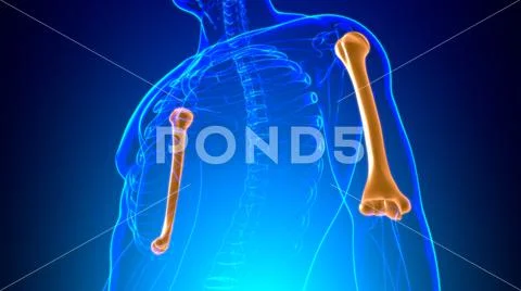 Human skeleton anatomy Humerus Bone 3D Rendering: Graphic #141016561