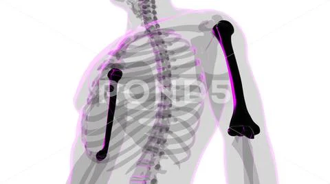 Human skeleton anatomy Humerus Bone 3D Rendering ~ Clip Art #148013783