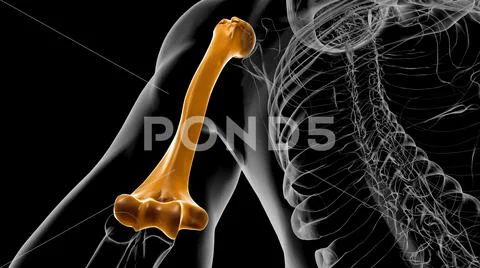 Human skeleton anatomy Humerus Bone 3D Rendering Illustration #151637332