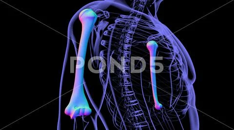 Human skeleton anatomy Humerus Bone 3D Rendering: Royalty Free #157061642
