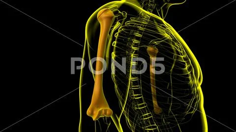Human skeleton anatomy Humerus Bone 3D Rendering: Graphic #159084425