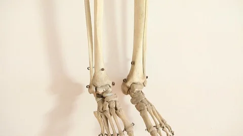 Human skeleton from anatomy lab in hospi... | Stock Video | Pond5