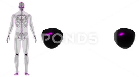 Human skeleton anatomy Patella Bone 3D Rendering: Royalty Free #148013794