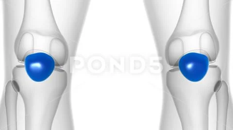 Human skeleton anatomy Patella Bone 3D Rendering: Graphic #149065825