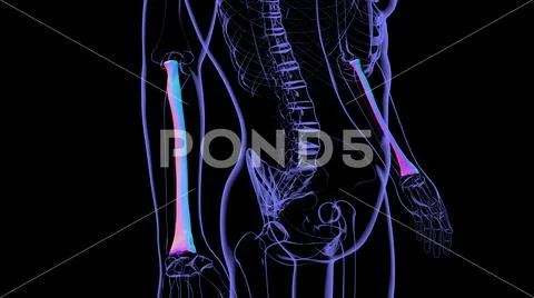 Human skeleton anatomy Radius Bone 3D Rendering: Royalty Free #157061702
