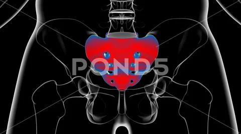 Human skeleton anatomy Sacral Bone 3D Rendering: Royalty Free #150051222