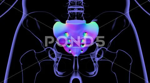 Human skeleton anatomy Sacral Bone 3D Rendering ~ Clip Art #157061491