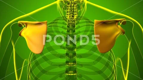 Human skeleton anatomy Scapula Bone 3D Rendering: Graphic #147847089