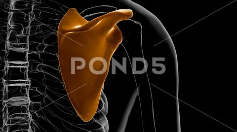 Human skeleton anatomy Scapula Bone 3D Rendering: Royalty Free #151637174