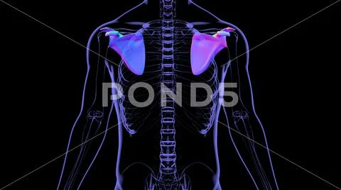 Human skeleton anatomy Scapula Bone 3D Rendering: Graphic #157061525