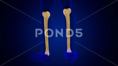 Human skeleton anatomy Tibia Bone 3D Rendering Illustration #137433392