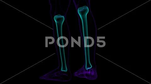 Human skeleton anatomy Tibia Bone 3D Rendering ~ Clip Art #139958399
