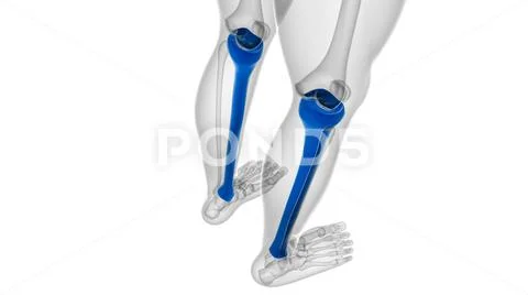 Human skeleton anatomy Tibia Bone 3D Rendering: Royalty Free #149083910