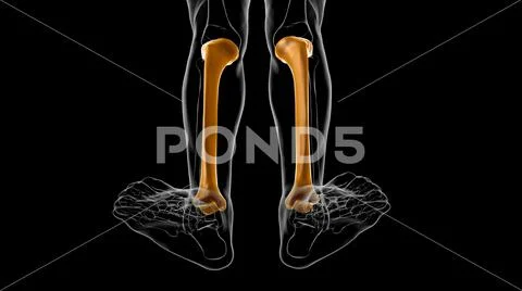 Human skeleton anatomy Tibia Bone 3D Rendering: Graphic #151637121