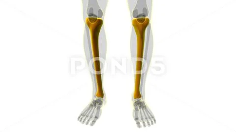Human skeleton anatomy Tibia Bone 3D Rendering ~ Clip Art #152962671