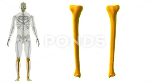 Human skeleton anatomy Tibia Bone 3D Rendering: Graphic #152962673