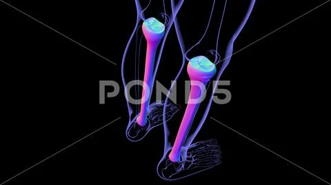 Human skeleton anatomy Tibia Bone 3D Rendering ~ Clip Art #157063627