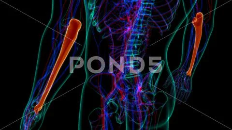 Human skeleton anatomy Ulna Bone 3D Rendering Illustration #134463876