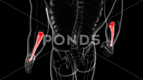 Human skeleton anatomy Ulna Bone 3D Rendering: Graphic #134681981