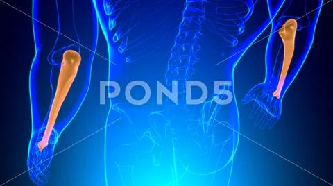 Human skeleton anatomy Ulna Bone 3D Rendering: Graphic #141016769