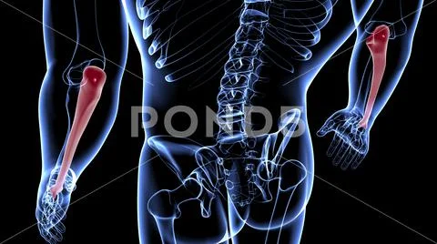 Human skeleton anatomy Ulna Bone 3D Rendering Illustration #146182504