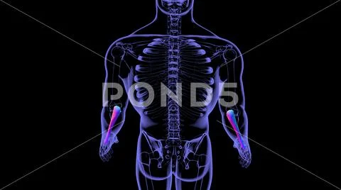 Human skeleton anatomy Ulna Bone 3D Rendering Illustration #157063676