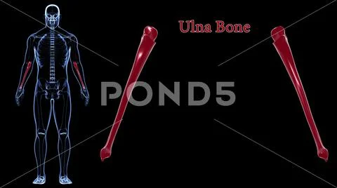 Human skeleton anatomy Ulna Bone 3D Rendering Illustration #160203768