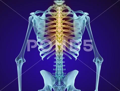 Human skeleton and spine. Xray view. Medically accurate 3D illustration ...