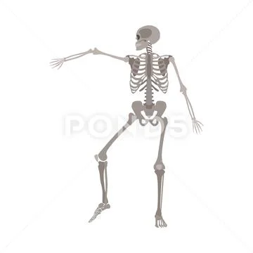 Human skeleton dancing, medical body anatomy model with arm bone raised ...