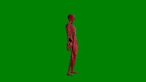 Skeleton Green Screen Stock Videos – Royalty-Free HD & 4K Videos