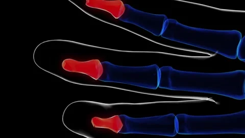 Human skeleton hand distal phalanges bon... | Stock Video | Pond5