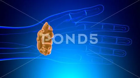 Human Skeleton Hand Wrist Carpals Bone Anatomy For Medical Concept ...