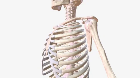 The Human Skeleton Is The Internal Frame Stock Video Pond5