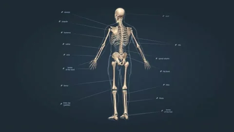 human skeleton, the internal skeleton th... | Stock Video | Pond5