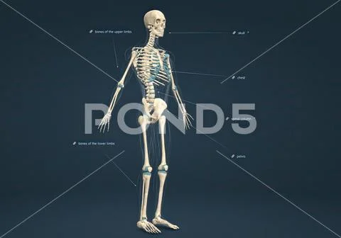 Human Skeleton The Internal Skeleton That Serves As A Framework For
