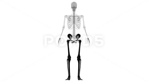 Human Skeleton Lower Limbs Anatomy 3D Illustration #170677328