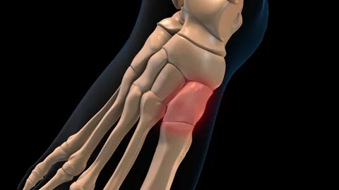 human skeleton medial cuneiform bone pai... | Stock Video | Pond5