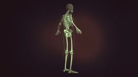 Skeleton Animations Loop Stock Video Footage | Royalty Free Skeleton ...