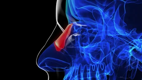 Human skeleton nasal bone anatomy 3D ren... | Stock Video | Pond5