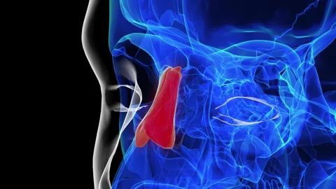 Human skeleton nasal bone anatomy 3D ren... | Stock Video | Pond5