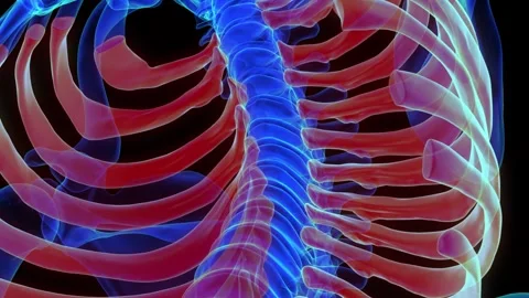 Human skeleton rib cage anatomy 3D rende... | Stock Video | Pond5