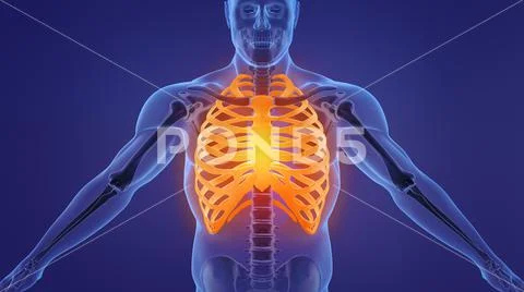 Human skeleton rib cage anatomy: Royalty Free #194930870