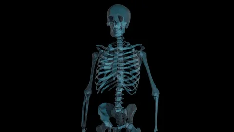 Human Skeleton Rotating X-Ray Scan. Seam... | Stock Video | Pond5