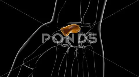 Human Skeleton Scaphoid Anatomy 3D: Graphic #154998461