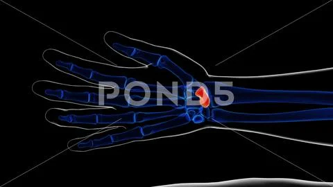 Human skeleton scaphoid bone anatomy 3D rendering ~ Clip Art #277354803