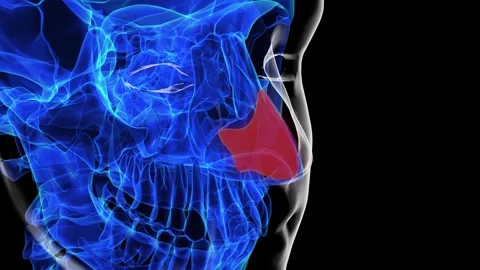 Human skeleton septal nasal cartilage an... | Stock Video | Pond5