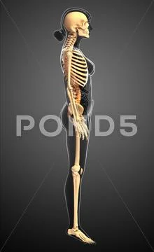 Human skeleton side view Stock Illustration ~ #42805876